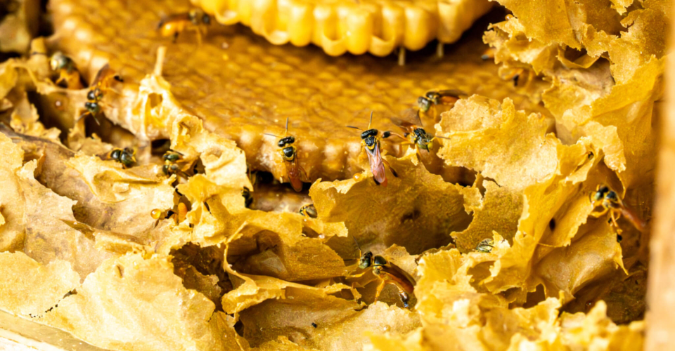 NEW!! Stingless Mariolas Bee Tour - Finca Luna Nueva